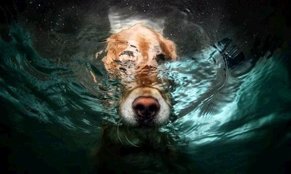Awesome Underwater Photos of Dogs | BhaviniOnline.com