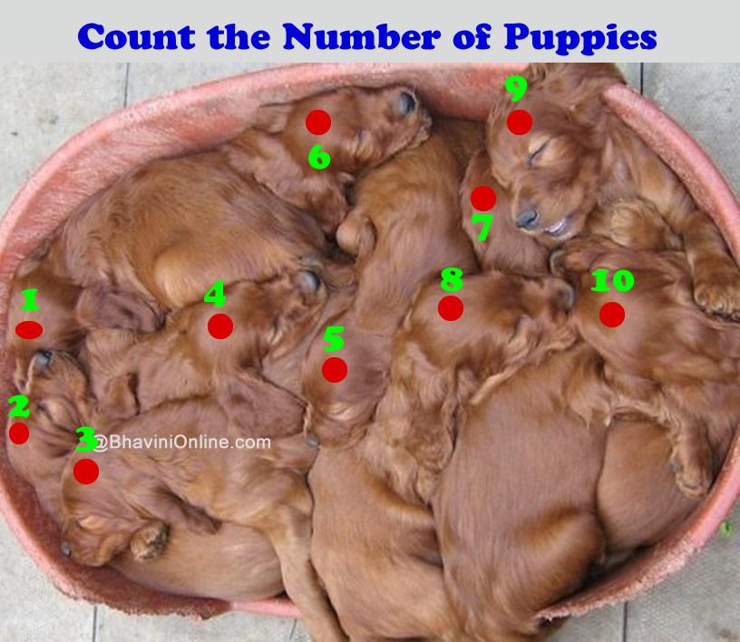Count the Number of Puppies In This Picture | BhaviniOnline.com