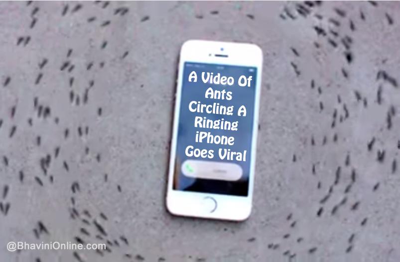 A Video Of Ants Circling A Ringing iPhone Goes Viral | BhaviniOnline.com