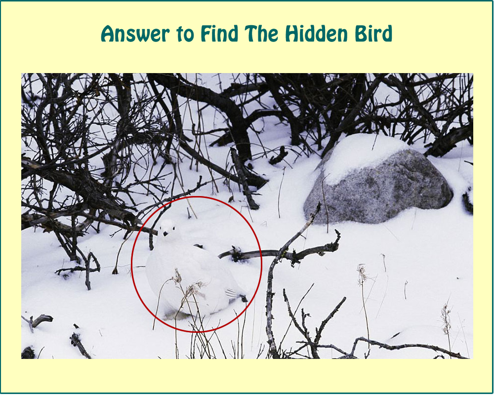Picture Riddle: Find the Hidden Bird | BhaviniOnline.com