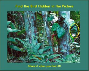 Picture Riddle: Find the Bird Hidden in the Forest | BhaviniOnline.com