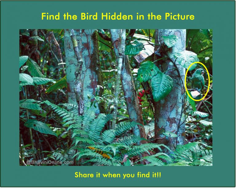 Picture Riddle: Find the Bird Hidden in the Forest | BhaviniOnline.com