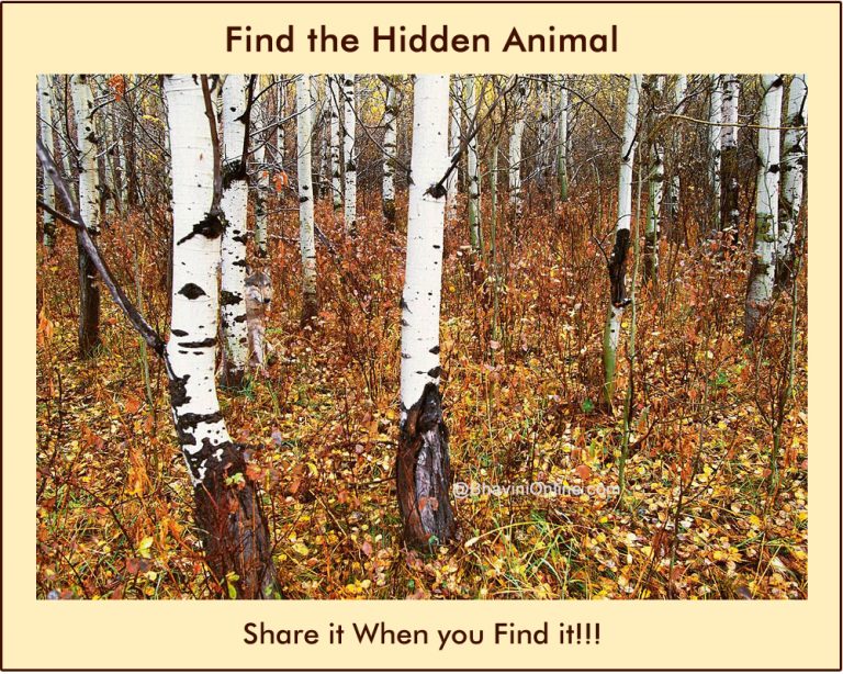 Picture Riddle: Find the Animal Hidden in The Forest 2 | BhaviniOnline.com