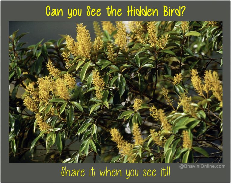 Picture Riddle: Find the Bird Hidden Among Leaves | BhaviniOnline.com