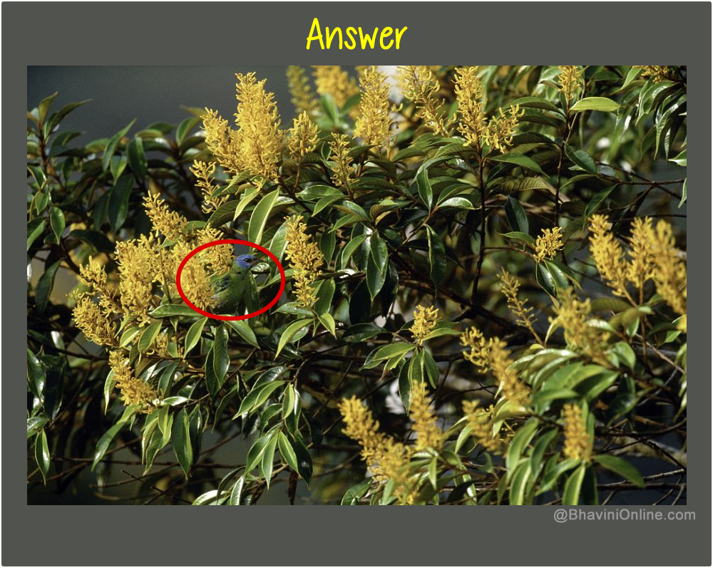 Picture Riddle: Find the Bird Hidden Among Leaves | BhaviniOnline.com
