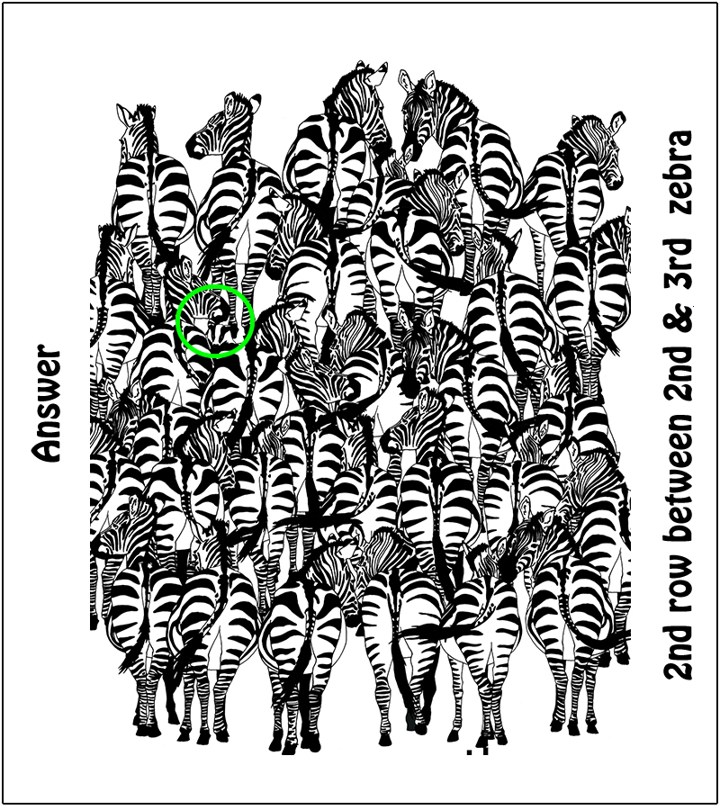 Picture Riddle: Find the Badger Hiding in the Zebra Herd ...