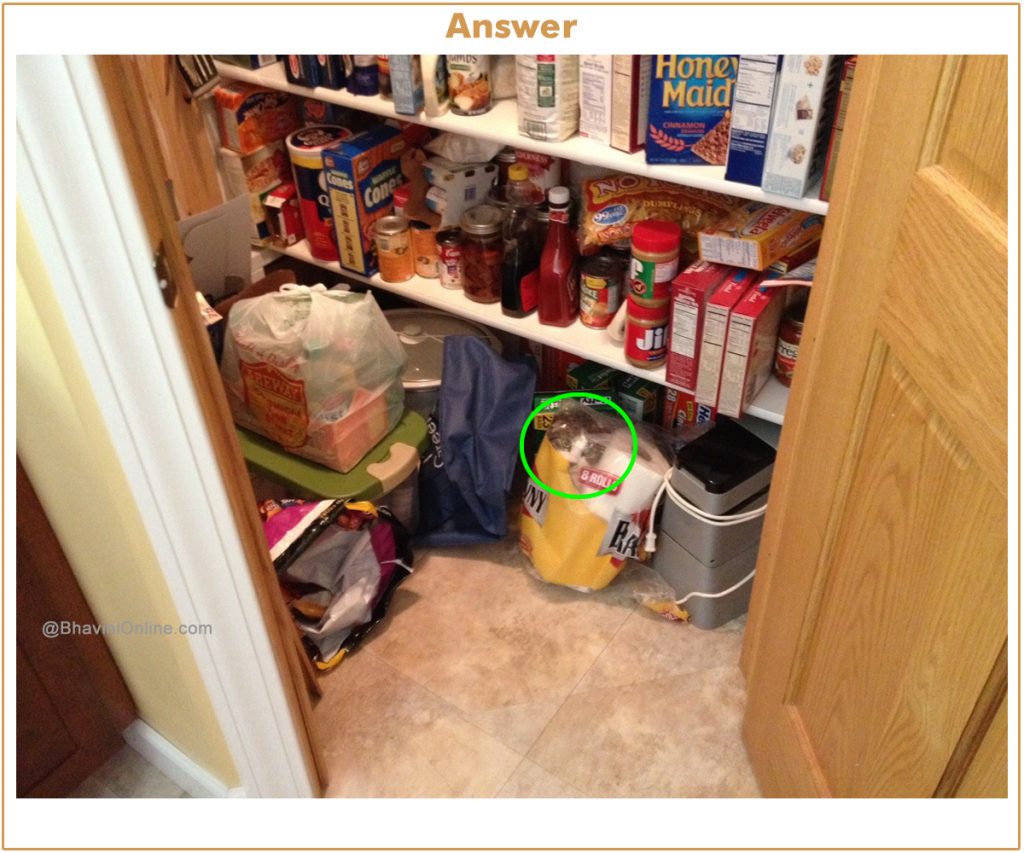 Picture Riddle: Find the Hidden Cat in the Photo | BhaviniOnline.com