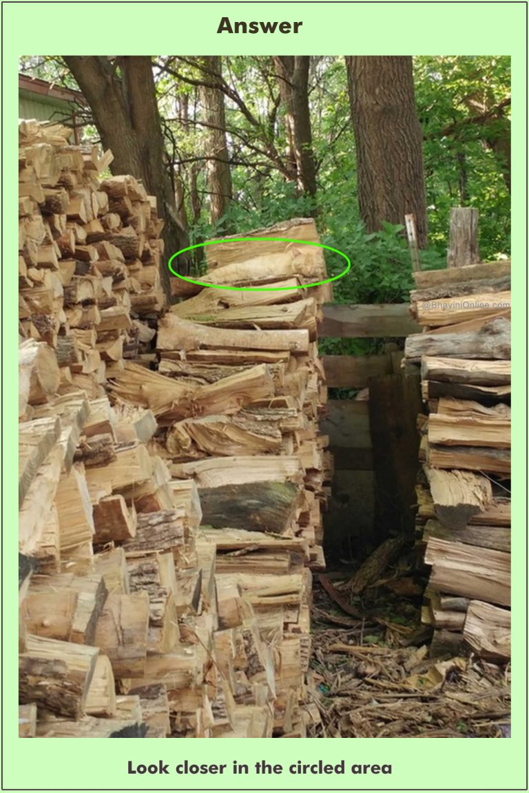 Picture Riddle: Find the Cat in the Image | BhaviniOnline.com