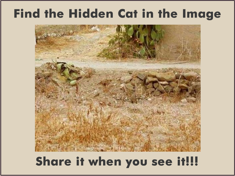 Picture Riddle: Spot the Hidden Cat in the Given Image | BhaviniOnline.com
