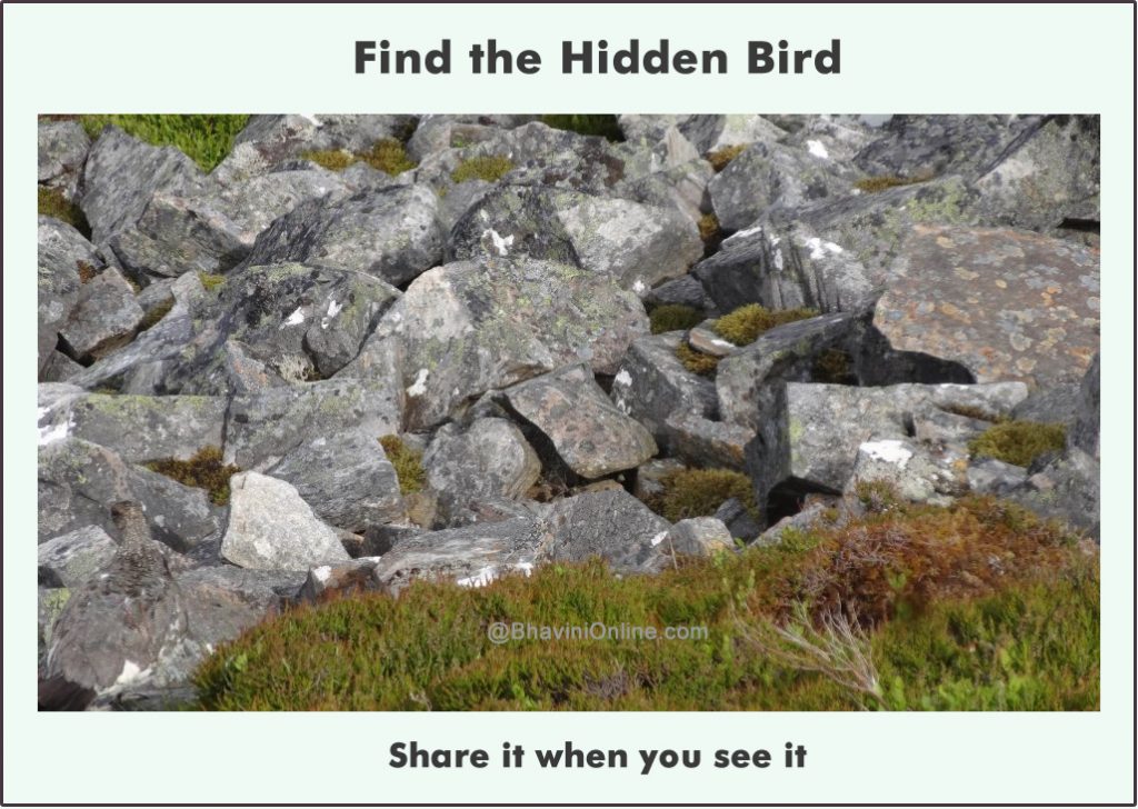 Picture Riddle: Find the Hidden Bird in The Photo | BhaviniOnline.com