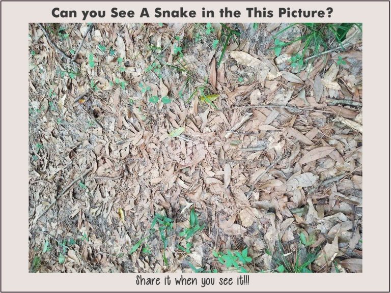Picture Riddle: Can you See A Snake in the Given Picture ...