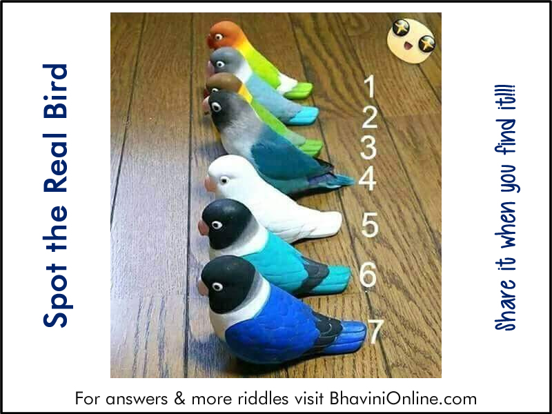 Picture Riddle: Spot the Real Bird | BhaviniOnline.com
