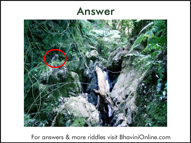 Picture Riddle: Find the Cat in the Given Picture | BhaviniOnline.com