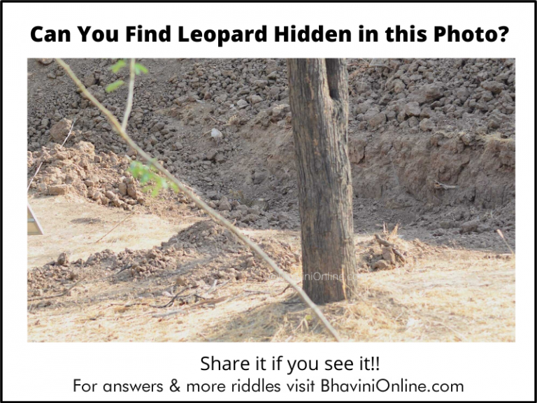 Picture Riddle: Can You Find the Leopard Hidden in this Photo ...